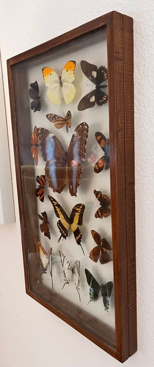 Schmetterlinge hinter Glas, Schaukasten, in Rahmen | Kaufen auf Ricardo