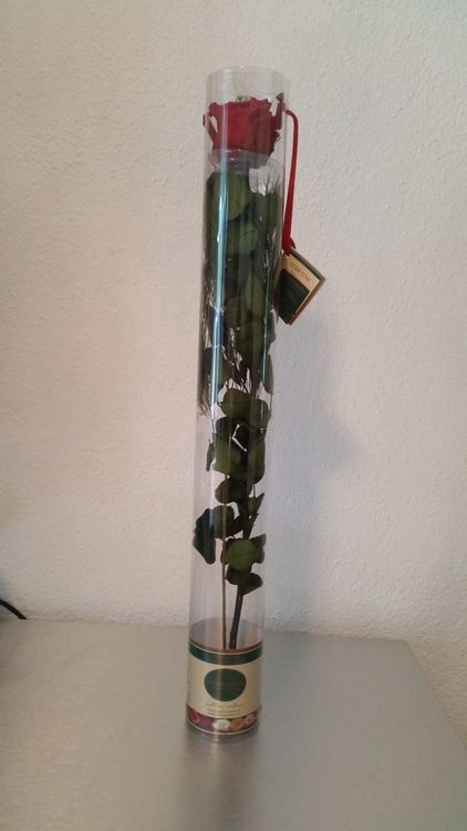 Echte Rose Stabilisiert (Neu und originalverpackt) in Altendorf für CHF ...