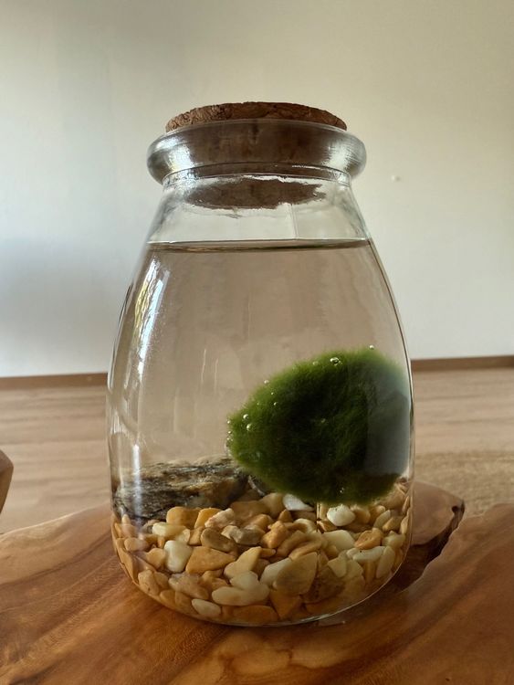 Marimo Moos Ball (Neu (gemäss Beschreibung)) in Zürich für CHF 6 – nur Abholung auf Ricardo kaufen