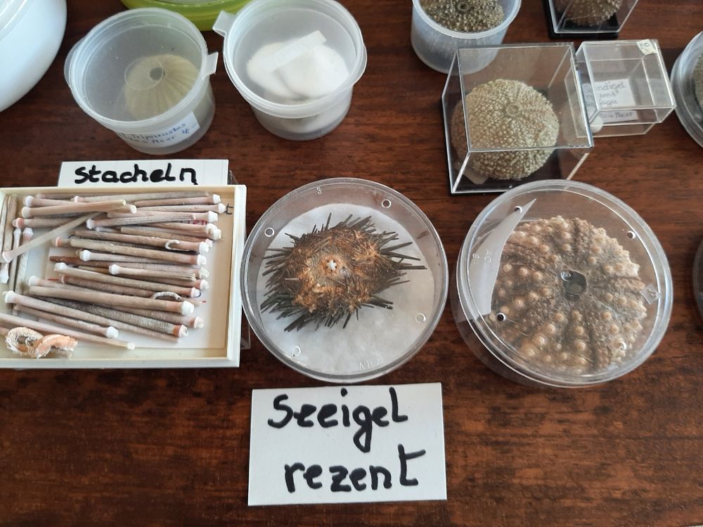 Seeigel rezent ca 55 Stück (Gebraucht) in Rickenbach BL für CHF 70 ...