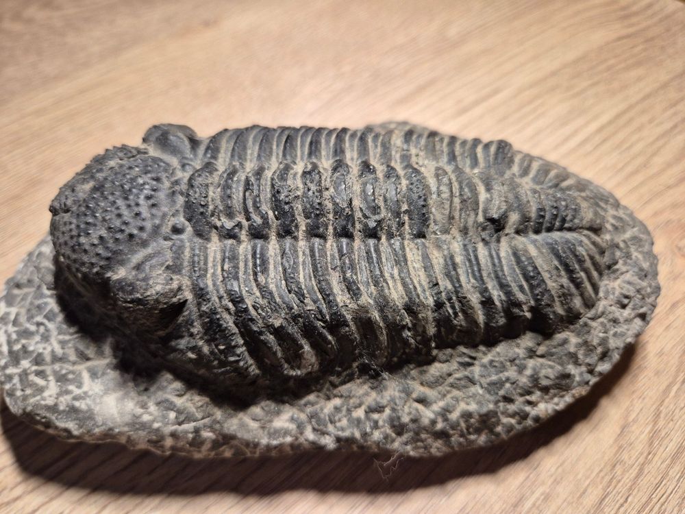 Trilobite fossile sur gangue – pièce naturelle (D'occasion) à Sugnens ...
