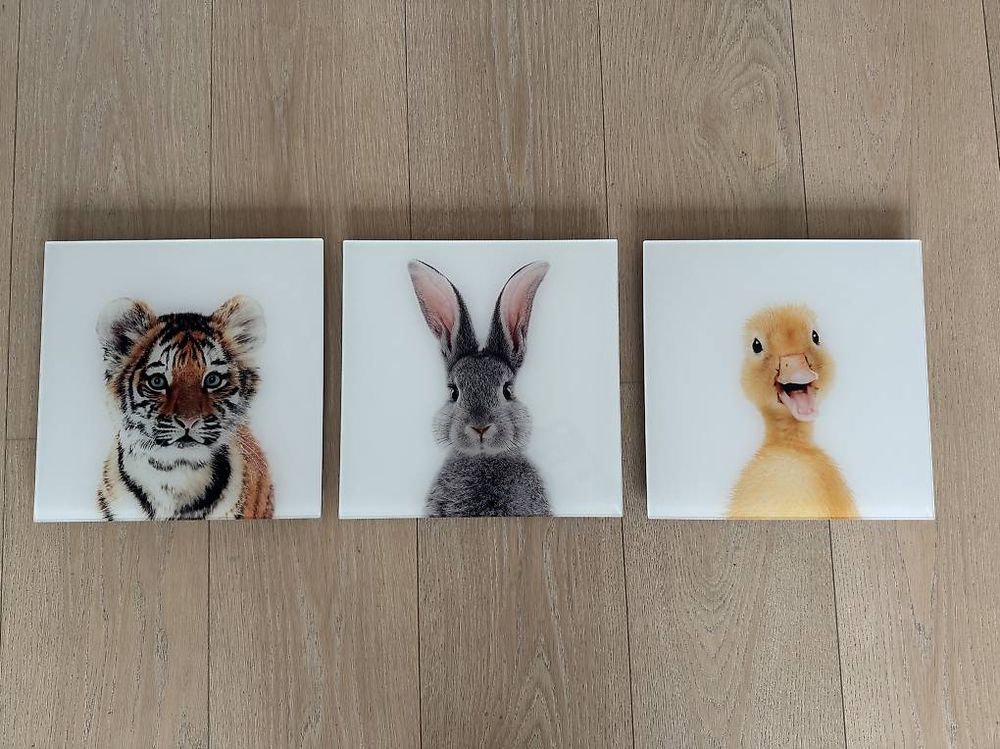 Wandbild Tierbaby Acrylglas Tiger Ente Kaninchen (Gebraucht) in Alvaneu ...