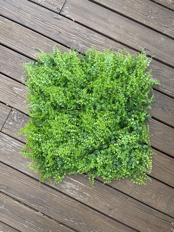 Mur végétal (Neuf (Voir description)) à Thônex pour CHF 40 – retrait ...