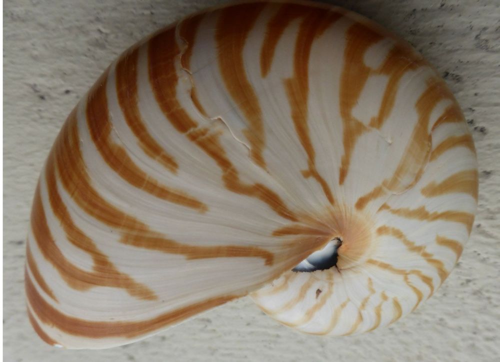 NAUTILUS POMPILUS, SUPER, SELTEN, SEHR BELIEBT, UNIKAT | Kaufen auf Ricardo
