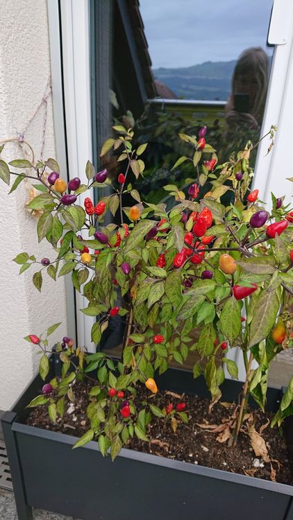 Saatgut - 50 Samen Chili ''Bolivian Rainbow" (Gebraucht) in Stäfa für ...