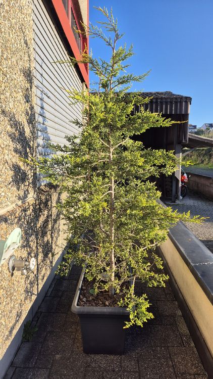 Juniperus virginiana L. Zypresse (Gebraucht) in Hombrechtikon für CHF 200 – nur Abholung auf ...