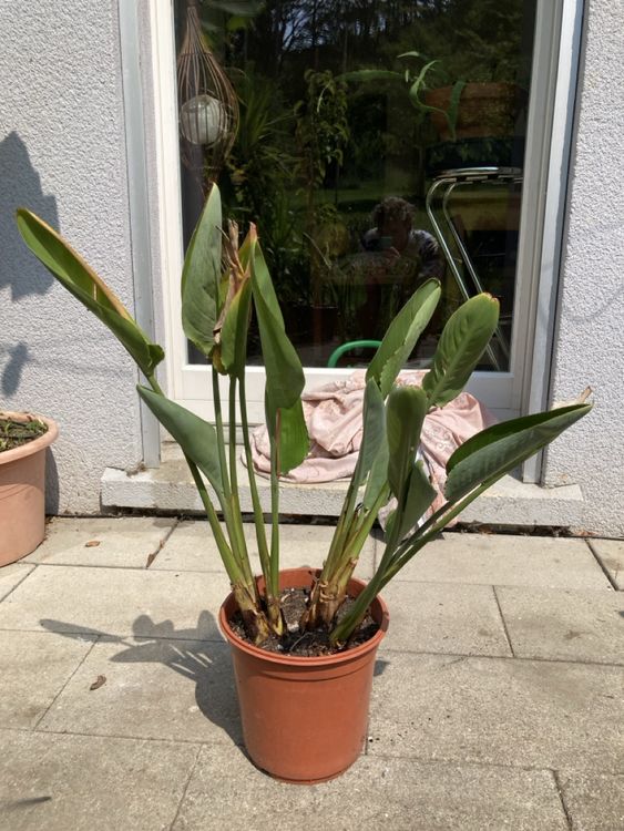 Strelitzie (Strelitzia reginae) im Topf, 4-triebig (Gebraucht) in ...
