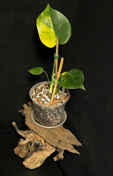 🍀 SALE! MONSTERA „YELLOW MARILYN“ LARGE 💛 VERY HIGH (Gebraucht) in ...