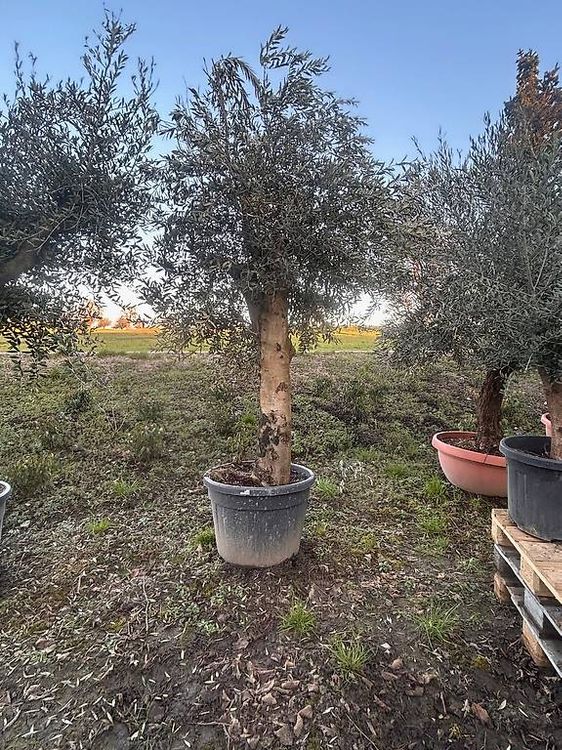 Olivenbaum "Young Skin V (Gebraucht) in Zuckenriet für CHF 730 – nur Abholung auf Ricardo kaufen