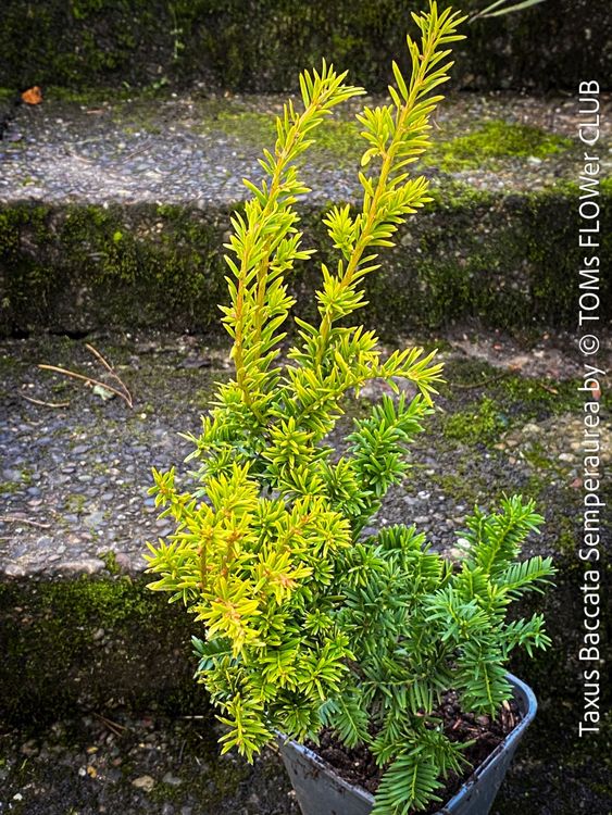 Taxus Baccata Semperaurea - goldene Eibe für Deinen Garten (Neu und ...