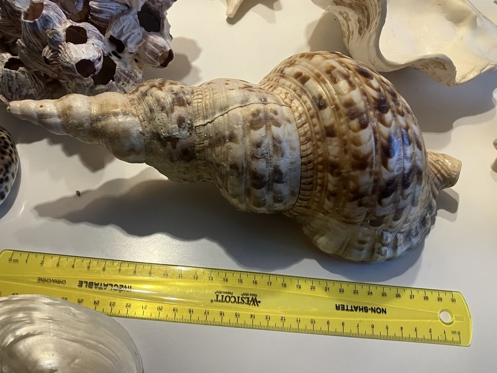 Muschel Sammlung: Tritonhorn, Koralle, usw. (Gebraucht) in Zürich für ...