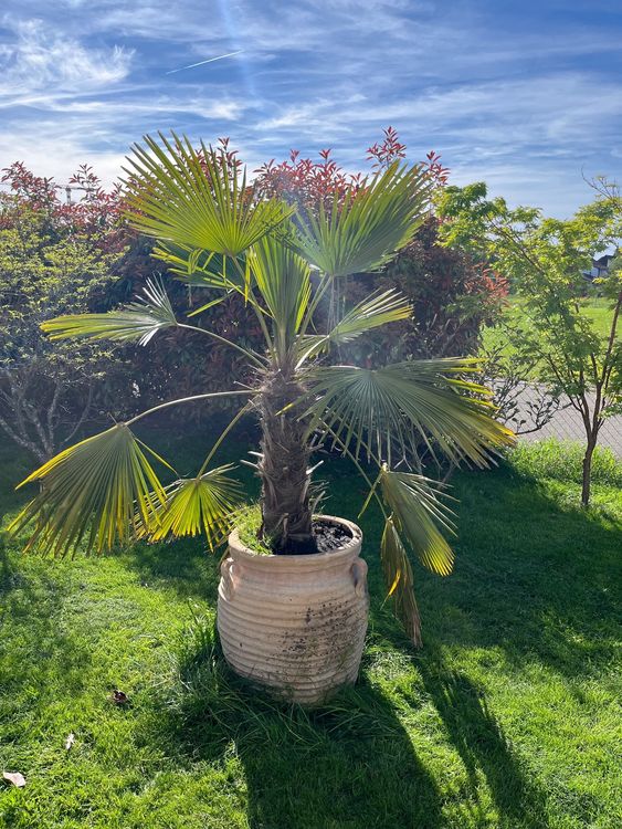 Palme im Topf ca. 180cm (Gebraucht) in Wetzikon ZH für CHF 100 – nur Abholung auf Ricardo kaufen