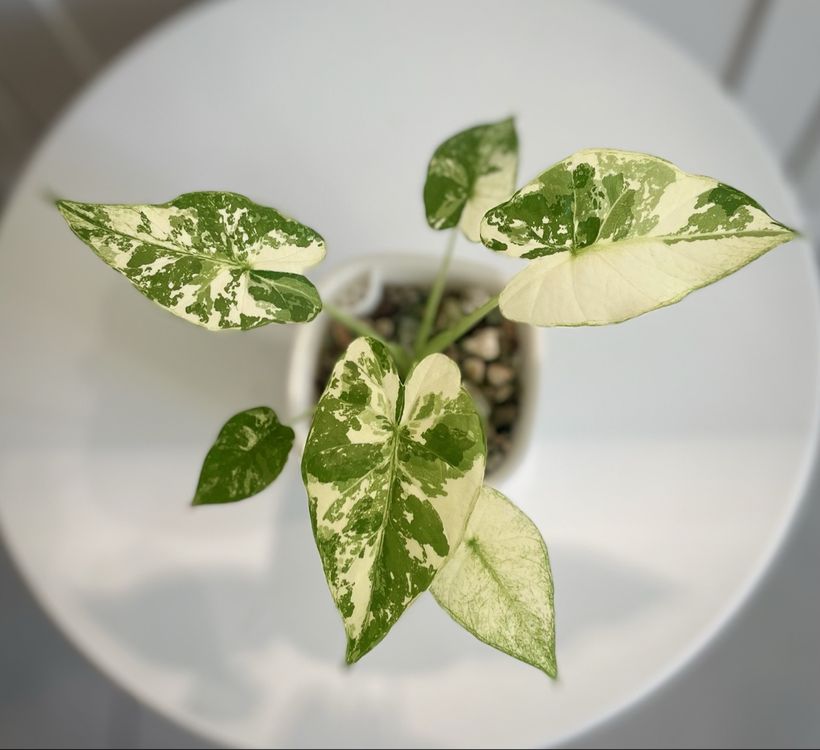 🌱 Alocasia Gageana Albo Mint Var. Rarität (Neu (gemäss Beschreibung ...