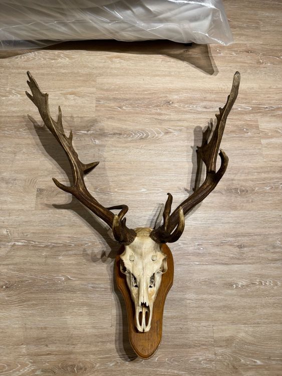 Hirsch Geweih Kaufen