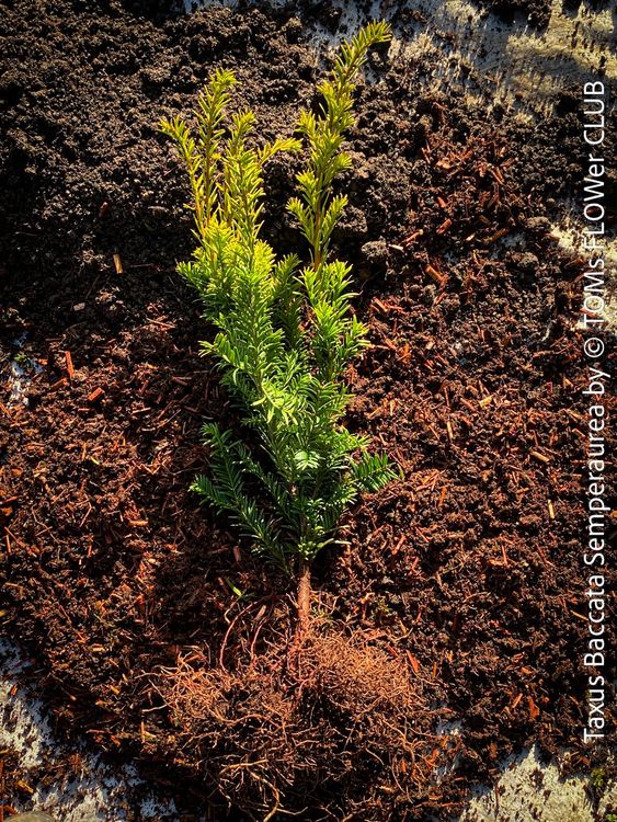 Taxus Baccata Semperaurea - goldene Eibe für Deinen Garten (Neu und ...