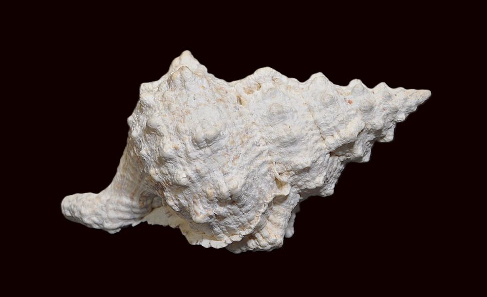 Muschel «Meeresschnecke» (Gebraucht) in Grabs für CHF 20 – nur Abholung ...