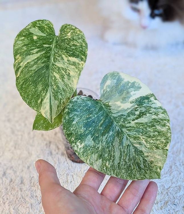 Monstera Thai Green Snow Variegata (Gebraucht) in Faulensee für CHF 280 ...