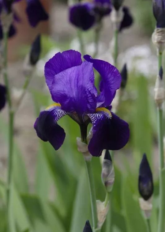 IRIS / SCHWERTLILIE (Gebraucht) in Jona für CHF 10 – mit Lieferung auf ...