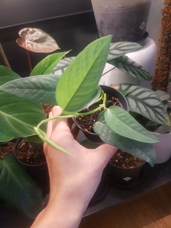 Philodendron Cebu blue (Gebraucht) in Furna für CHF 13 – nur Abholung ...