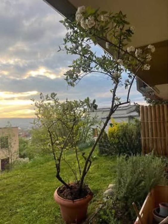2.5m tall Apple tree (Gebraucht) in Zürich für CHF 30 – nur Abholung ...