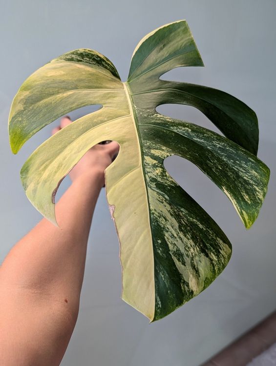Monstera Deliciosa Aurea Small Form | Kaufen auf Ricardo