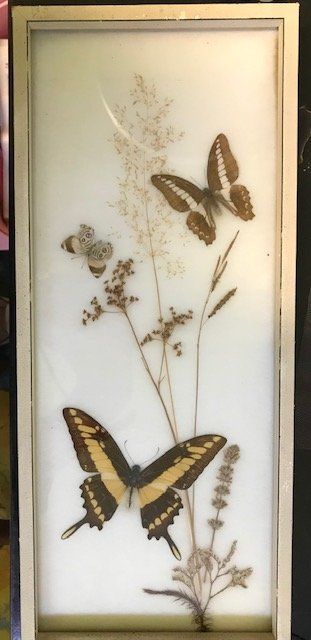 3 echte Schmetterlinge eingerahmt (Gebraucht) in Zürich für CHF 45 – mit Lieferung auf Ricardo ...