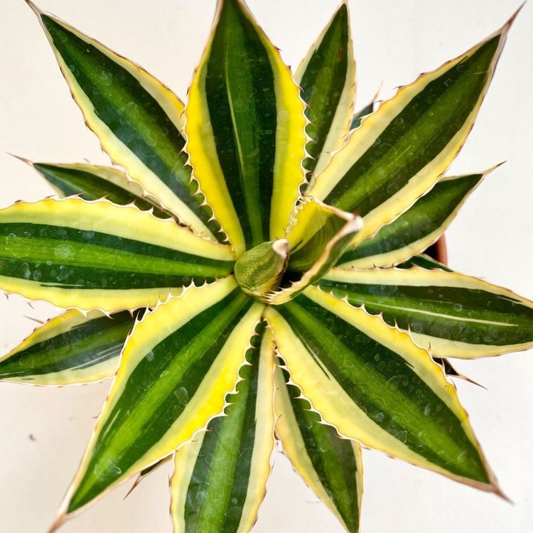 Agave Lophantha Variegata Quadricolor (Neu und originalverpackt) in Adliswil für CHF 47 – mit ...