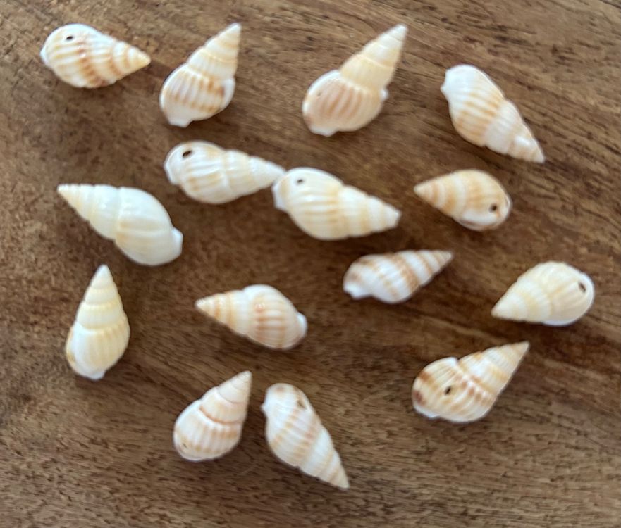 Acryl Muscheln zum Basteln, 15 Stück (Neu und originalverpackt) in ...