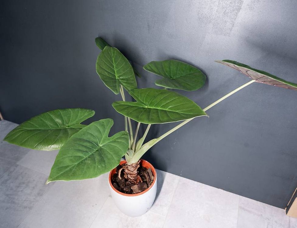 Alocasia Grosse Blatter