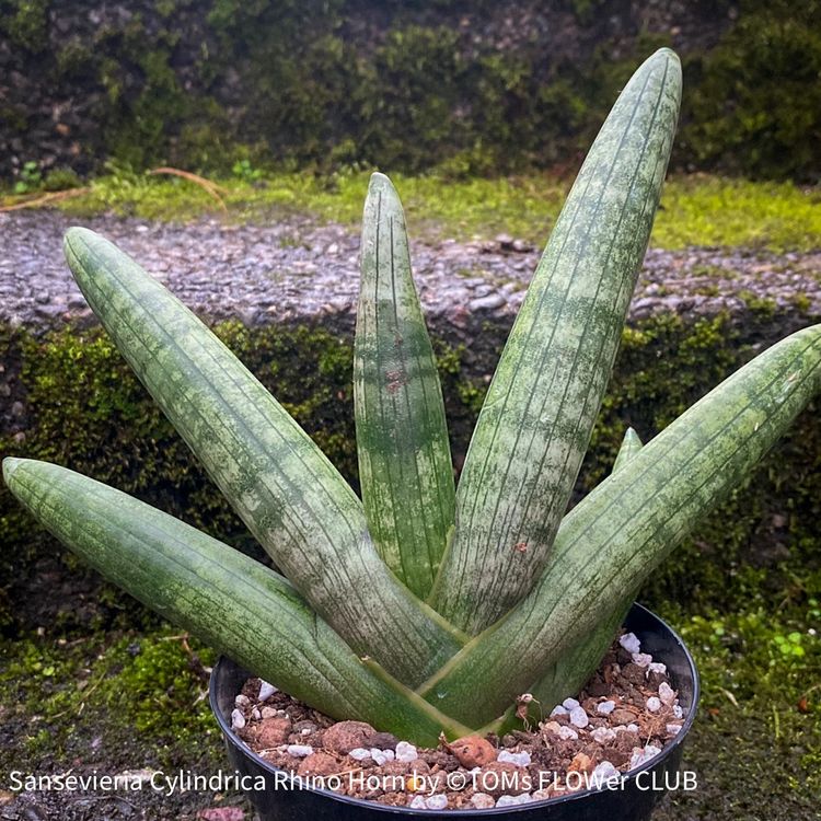 Sansevieria Cylindrica "Rhino Horn" (Neu und originalverpackt) in ...
