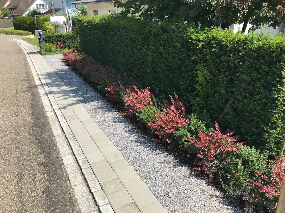 Pflanze Berberis, Anzahl 30 (Gebraucht) in Neftenbach für CHF 50 – nur ...