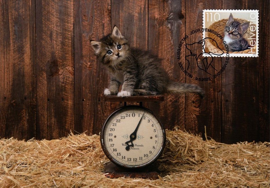 Maximumkarte Süsse Tiere - Katze (Neu (gemäss Beschreibung)) in Dottikon für CHF 7 – mit ...