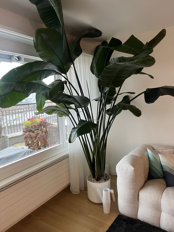 Strelitzie XXL von Feey | Kaufen auf Ricardo