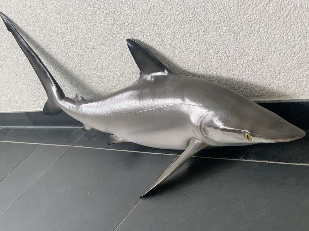 Hai Fisch Model aus Polyester- Einzelanfertigung (Neu (gemäss ...