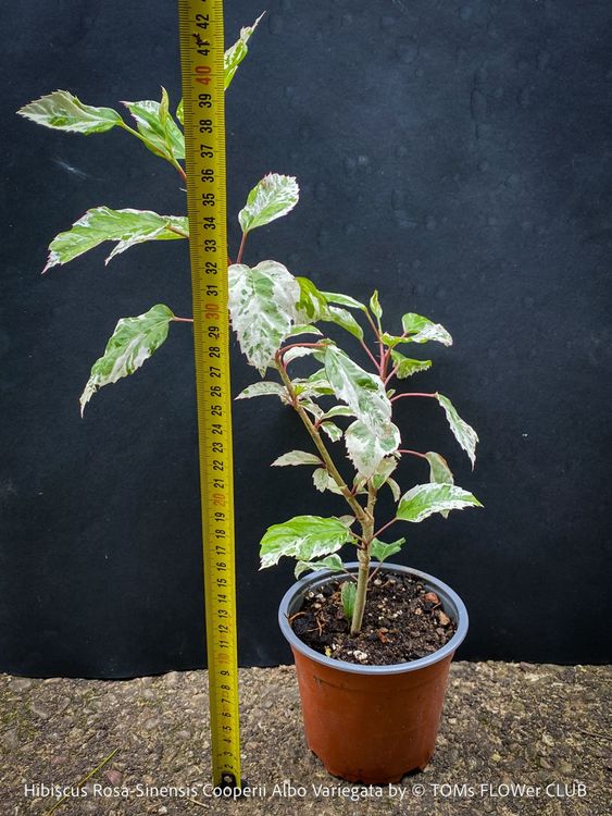 Hibiscus Rosa-Sinensis Cooperii Albo Variegata - 100% Bio (Neu und ...