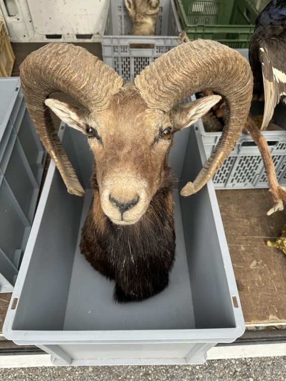 Schönes Mufflon Widder Gehörn Trophäe Jagd | Kaufen auf Ricardo