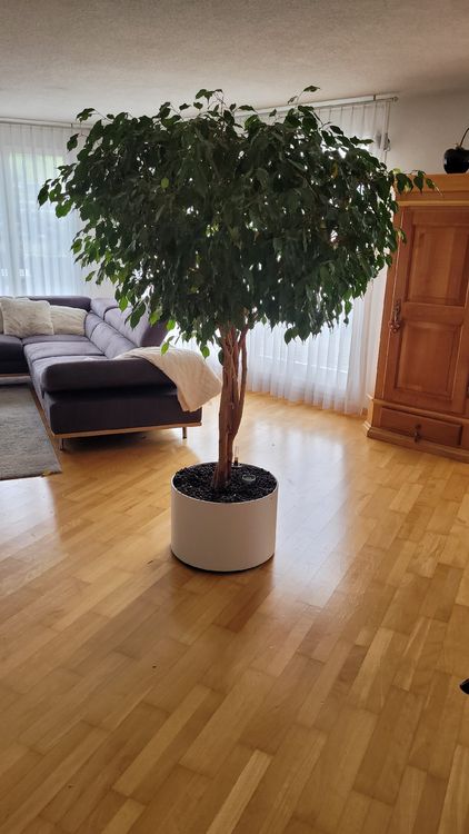 ficus benjamin baum (Gebraucht) in Walchwil für CHF 120 – nur Abholung ...