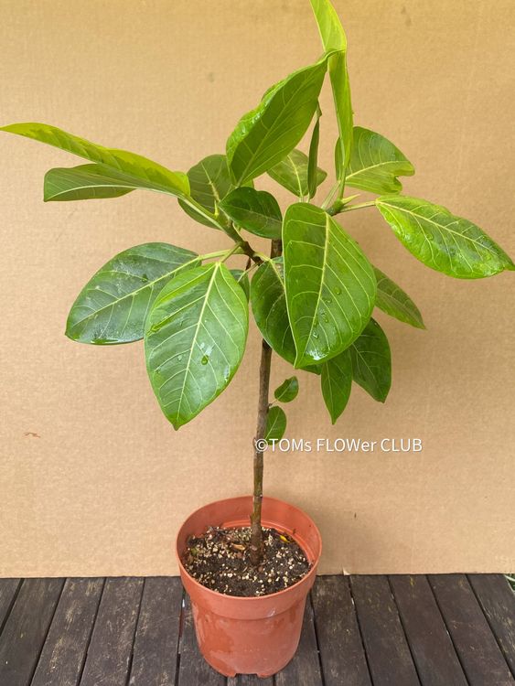 Ficus Altissima Aurea Variegata - 60cm Stämmchen 3xverzweigt (Neu und originalverpackt) in ...