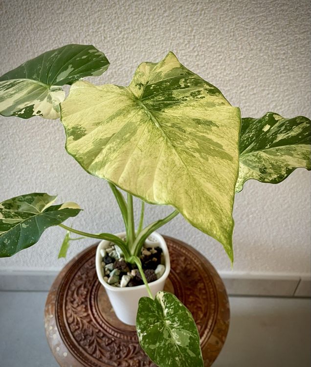 🌱 Alocasia Gageana Albo Mint Var. juvenile - Rarität (Neu (gemäss ...