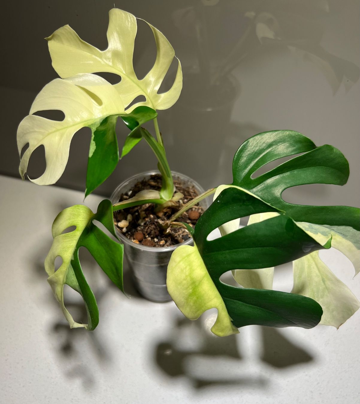 🔥Monstera Minima Variegata (Gebraucht) in Glattpark(Opfikon) für CHF 42 ...