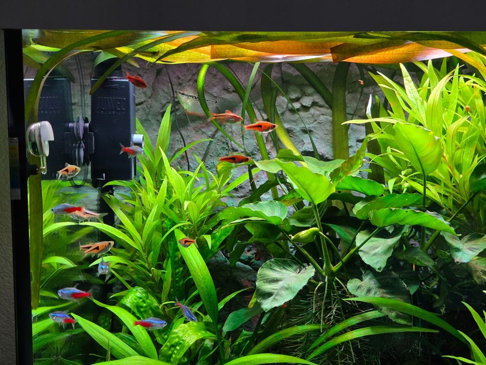 Aquarium Juwel Lido 200 mit Pflanzen , Fischen und Technik (Gebraucht ...