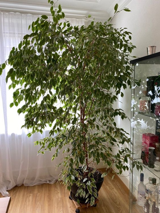 Grosser, schöner Ficus inkl. Topf und Unterteller (Gebraucht) in ...