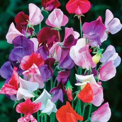 Ab 1.- fr 5 SAMEN Edelwicke MIX GRAINES SEMI SEEDS | Kaufen auf Ricardo