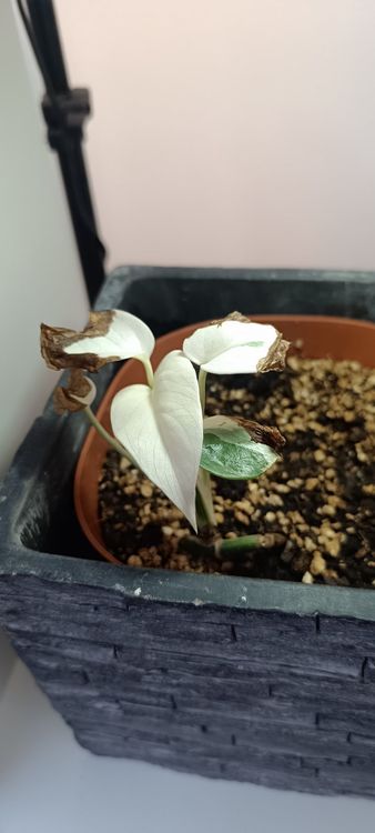 Monstera Deliciosa Variegata Full moon (Gebraucht) in Kleinlützel für ...