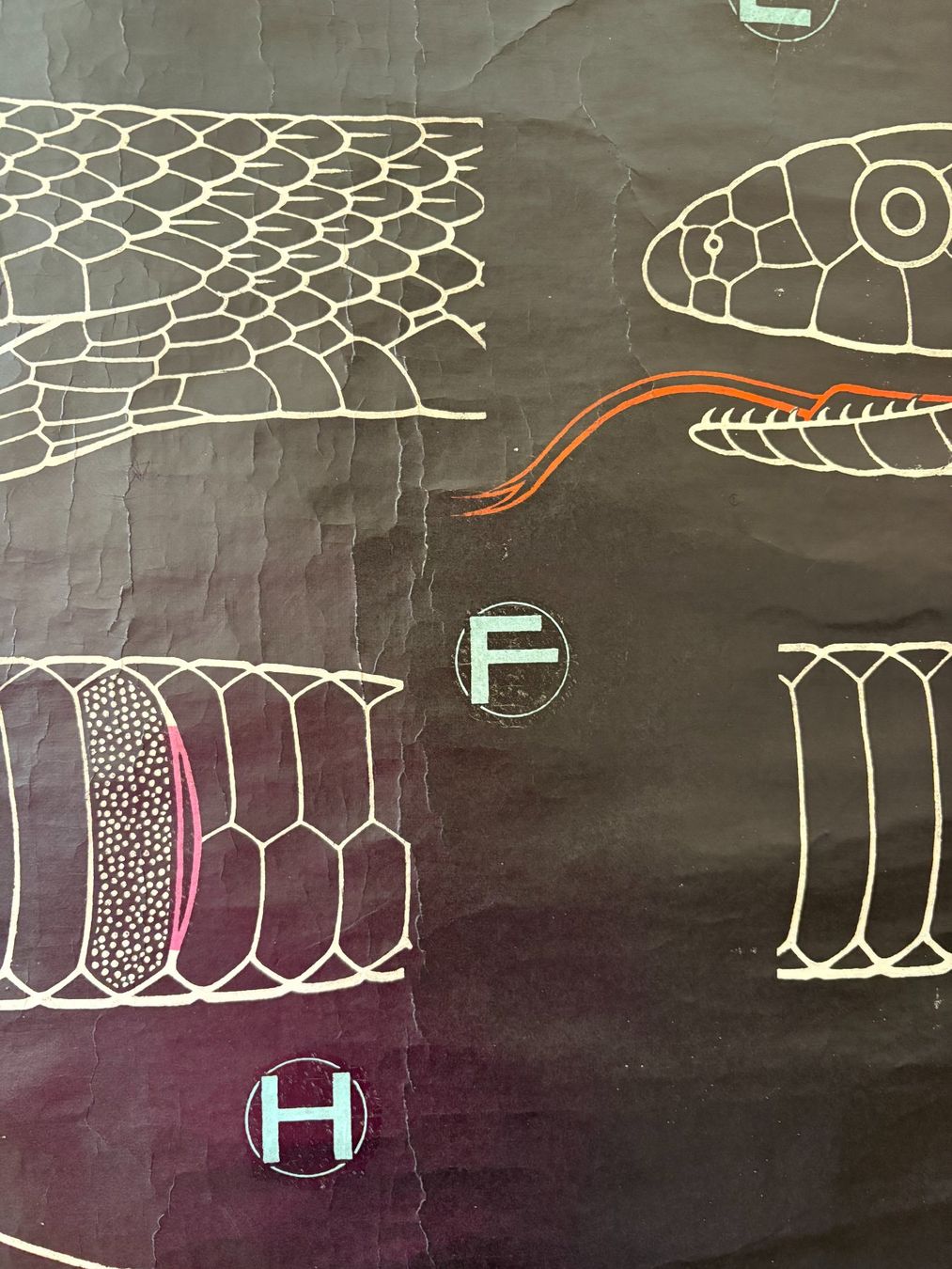 Vintage Schulkarte Lehrtafel Dr. Auzoux, S72, 1966 P. Sougy (Gebraucht) in Zürich für CHF 150 ...