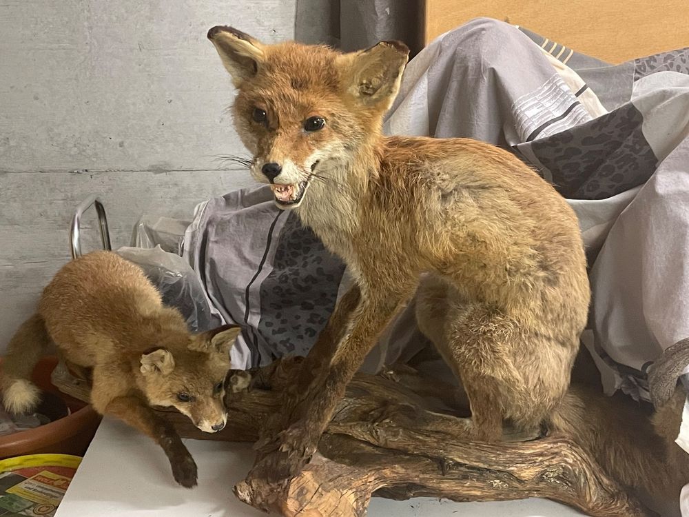 Fuchs Präparat | Kaufen auf Ricardo