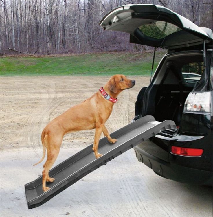 swisspet Autohunderampe Go In (Neu (gemäss Beschreibung)) in Sissach für CHF 75 – nur Abholung ...