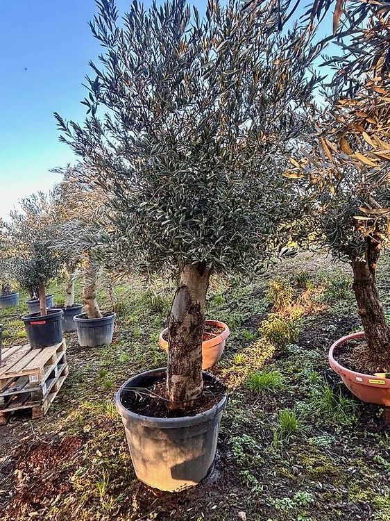 Olivenbaum "Young Skin IV" (Gebraucht) in Zuckenriet für CHF 730 – nur Abholung auf Ricardo kaufen