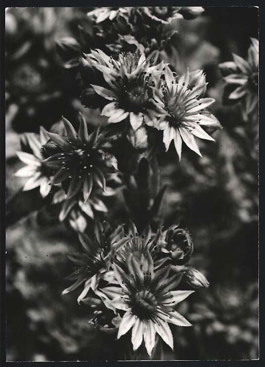 3 Fotografien Walter Hahn, Dresden, Deta (Gebraucht) in Berlin für CHF ...