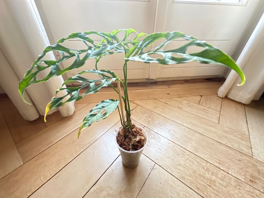 XXL MONSTERA OBLIQUA PERU Pflanze - big narrow form (Ob3) | Kaufen auf ...